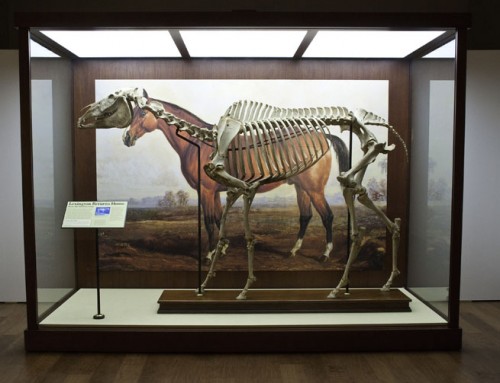 Smithsonian Snapshot: Lexington Racehorse | We Love DC